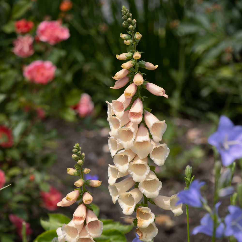 peach foxgloves