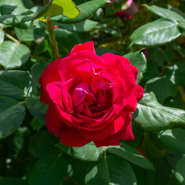 Rose Sweet Spirit | White Flower Farm