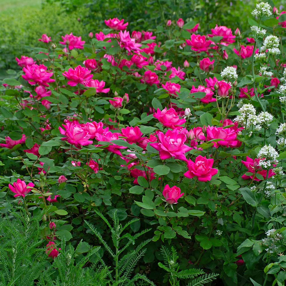 Rose Pink Double Knock Out® | White Flower Farm