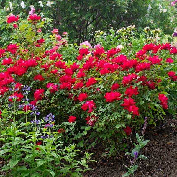 Rose Double Knock Out® | White Flower Farm