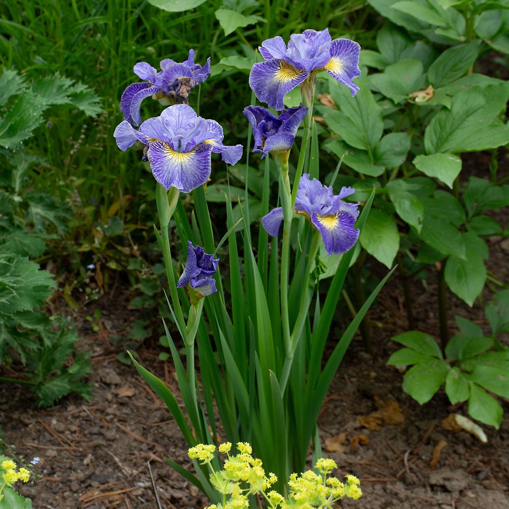Iris sibirica 'Cape Cod Boys' | White Flower Farm