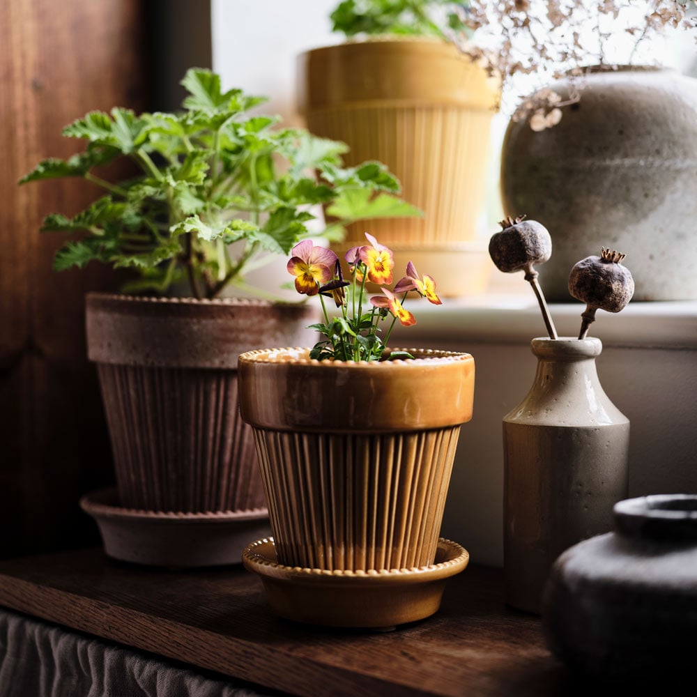 Yellow Parisian Pot and Saucer | White Flower Farm