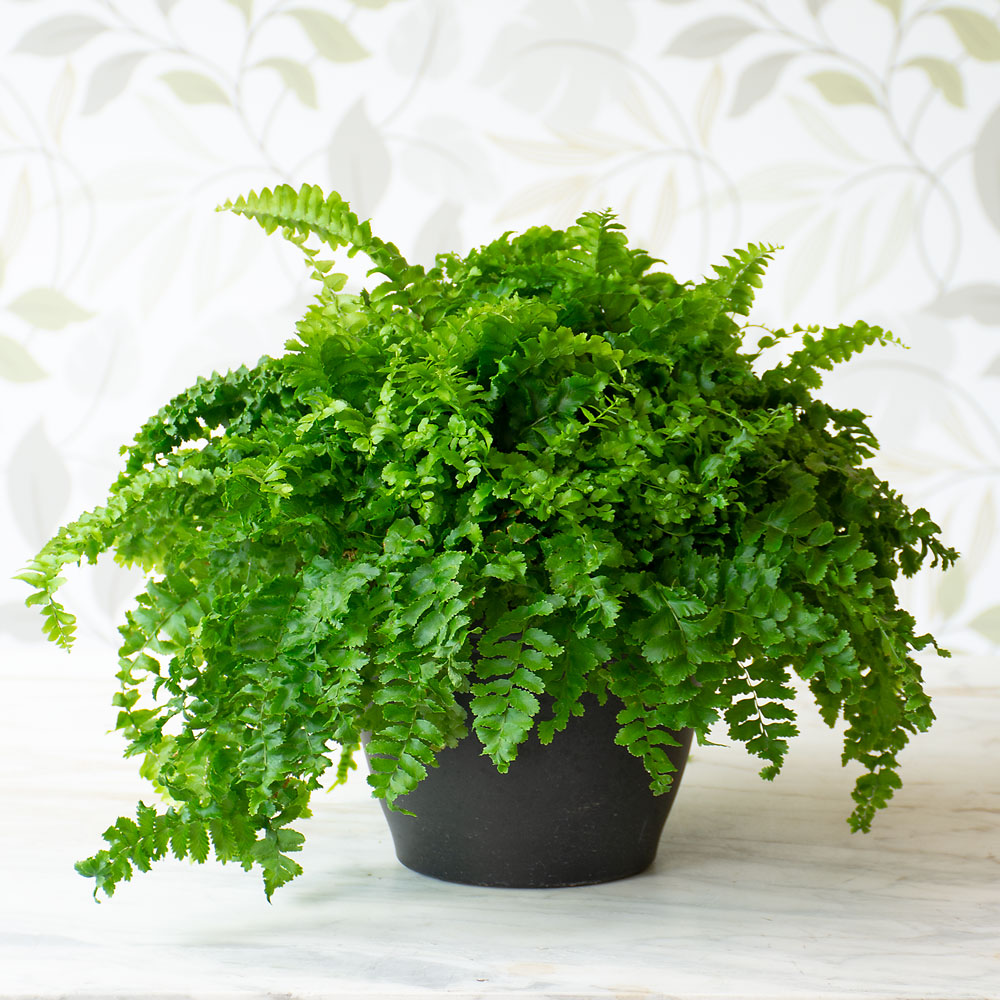 Boston Fern 'Dallas' - 8" | White Flower Farm