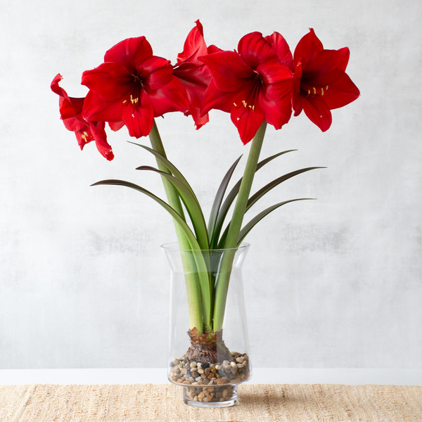 Amaryllis 'Red Paradise' | White Flower Farm