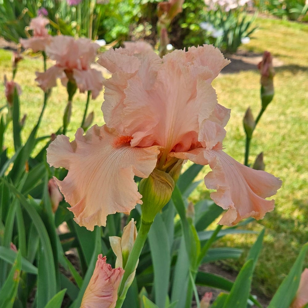 Iris germanica 'Angel's Rest' | White Flower Farm