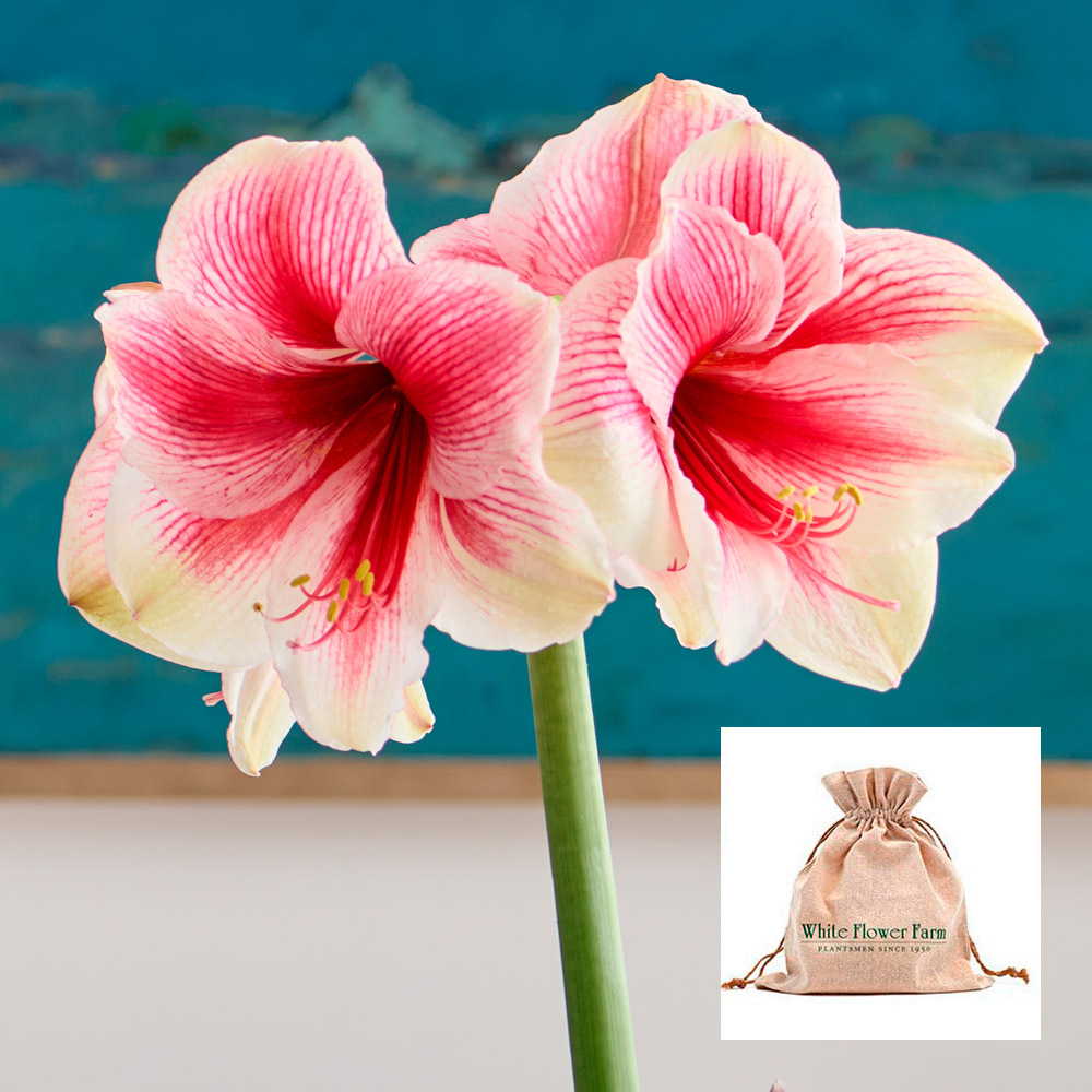 Amaryllis 'Pink Beauty' | White Flower Farm