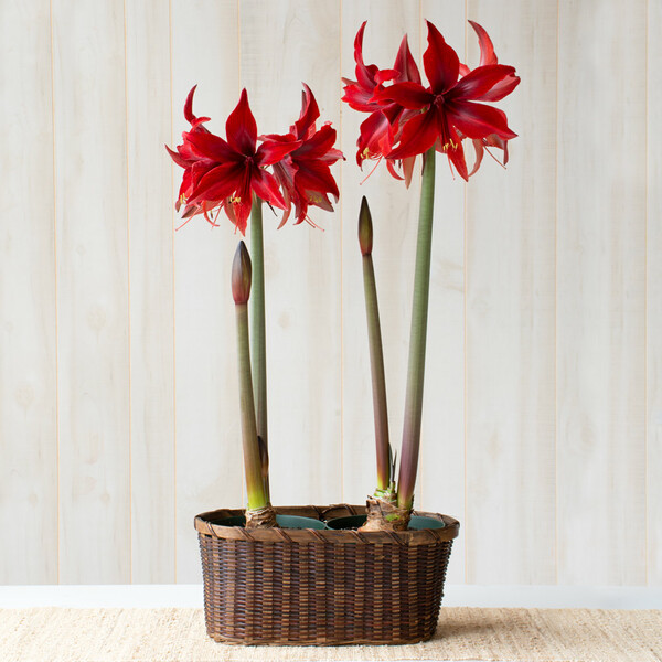 Amaryllis 'Red Amazone' | White Flower Farm