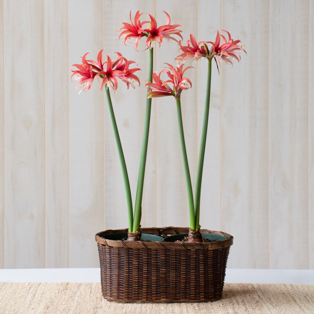 Amaryllis 'Rose' | White Flower Farm
