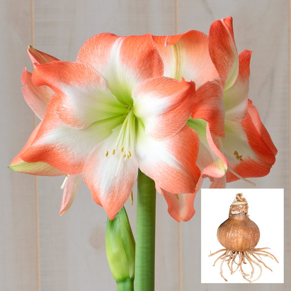 Amaryllis 'Shine Dream' | White Flower Farm