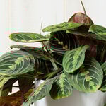 Red Prayer Plant | White Flower Farm