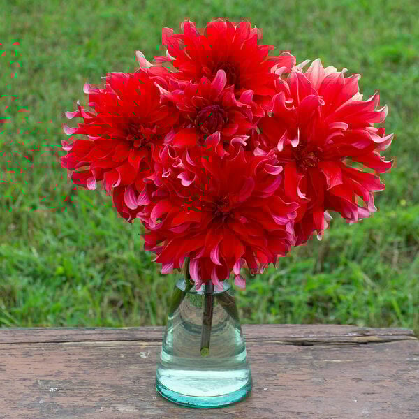Dahlia 'Red Labyrinth'