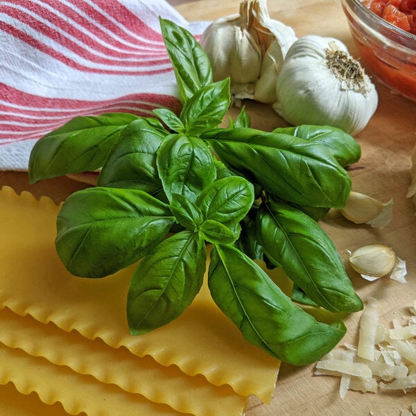 Basil 'Caesar' | White Flower Farm