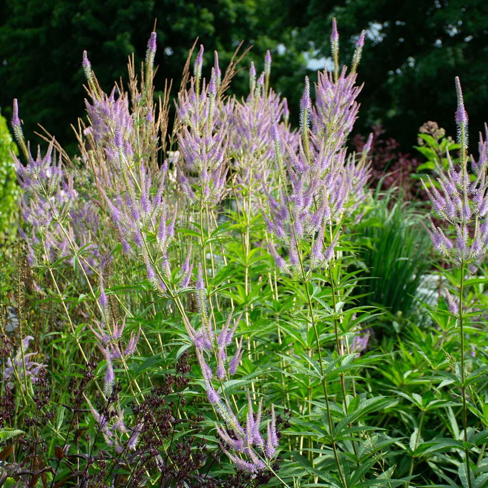 Veronicastrum virginicum 'Fascination' | White Flower Farm