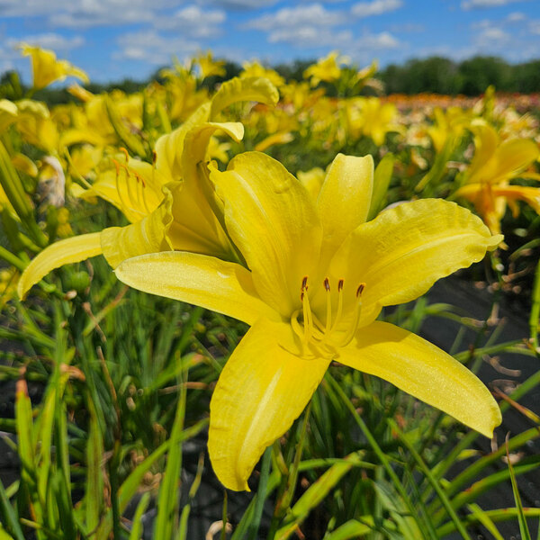 Hemerocallis (Daylily) 'Hyperion' | White Flower Farm