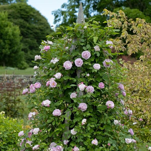 Rose Rise Up Lilac Days® | White Flower Farm