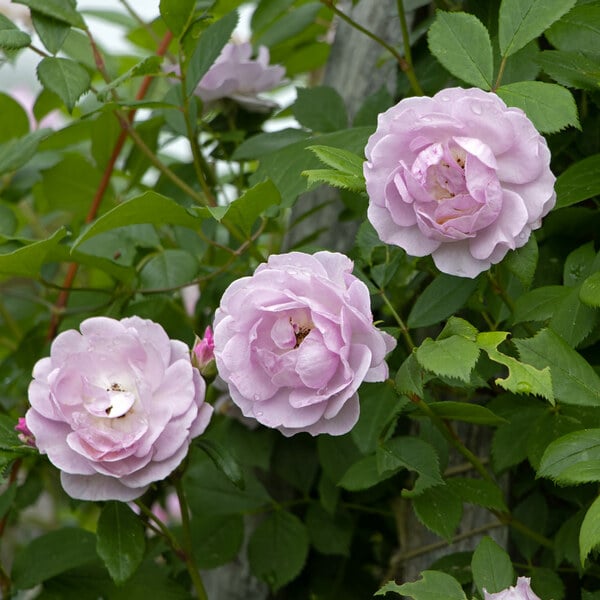 Rose Rise Up Lilac Days® | White Flower Farm