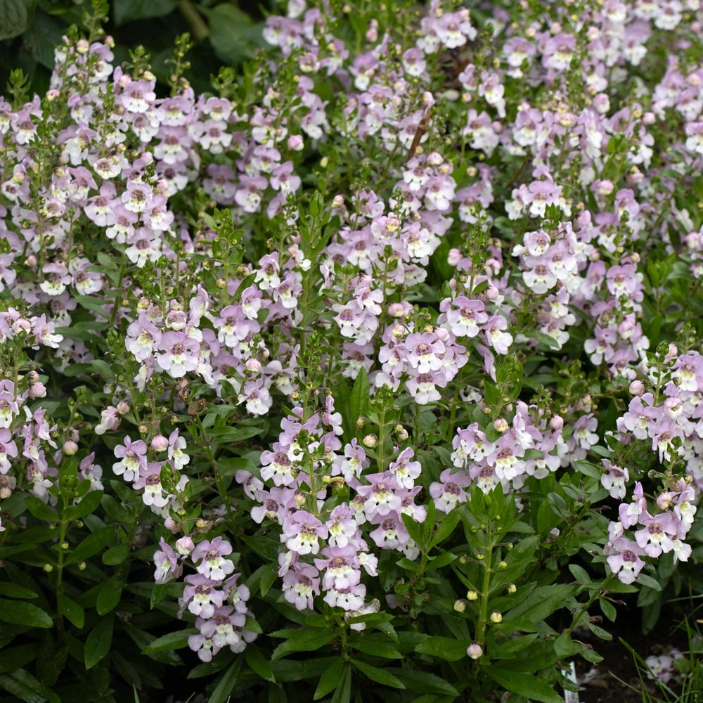 Angelonia | White Flower Farm