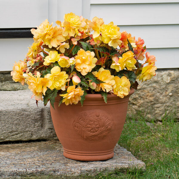 Willow Pot | White Flower Farm