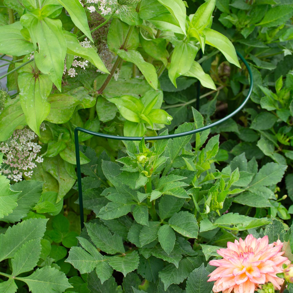 Half Circle Plant Support Cradle | White Flower Farm
