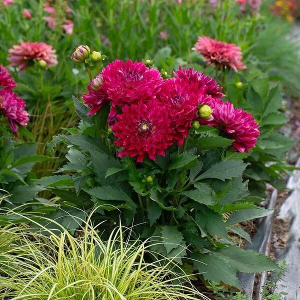 Dahlia MegaBoom 'Raspberry Ice' | White Flower Farm