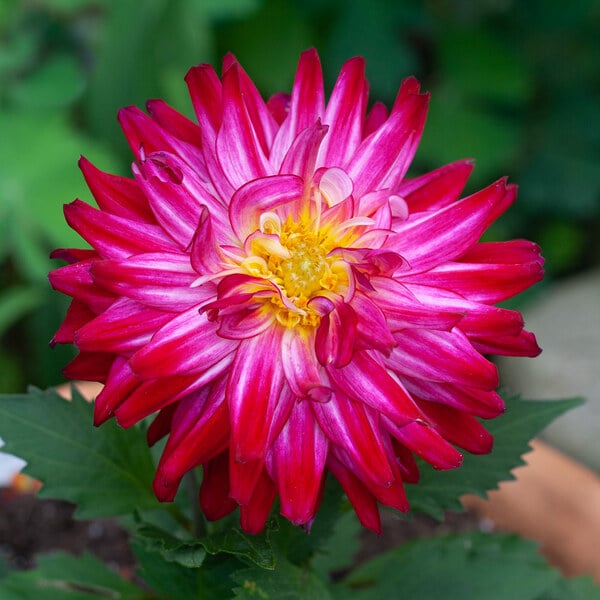 Dahlia MegaBoom 'Raspberry Ice' | White Flower Farm
