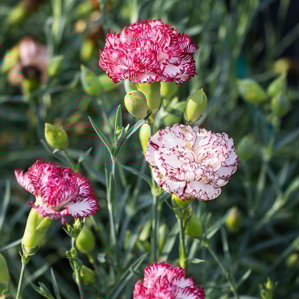 Dianthus Fire and Ice | White Flower Farm