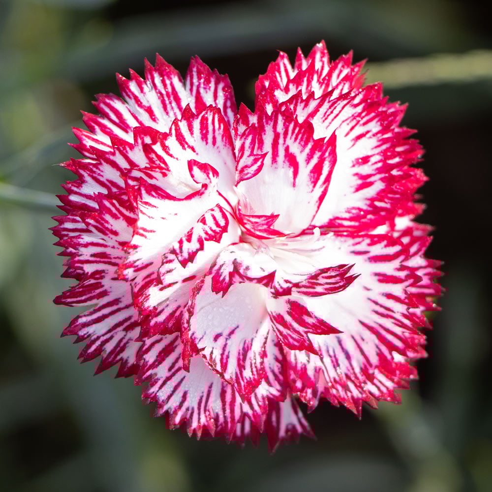 Dianthus Fire and Ice | White Flower Farm