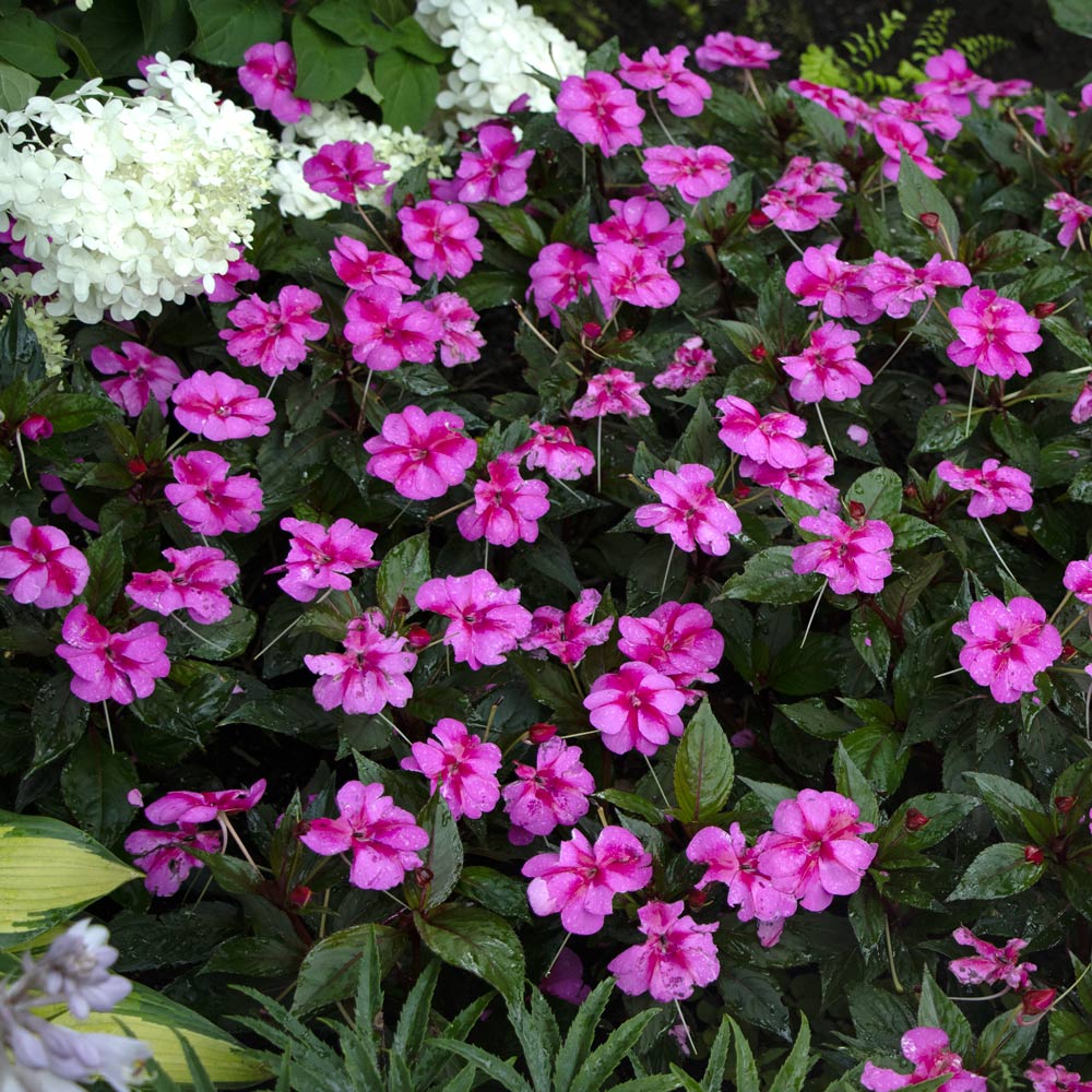 Impatiens SunPatiens® Compact Purple Candy | White Flower Farm