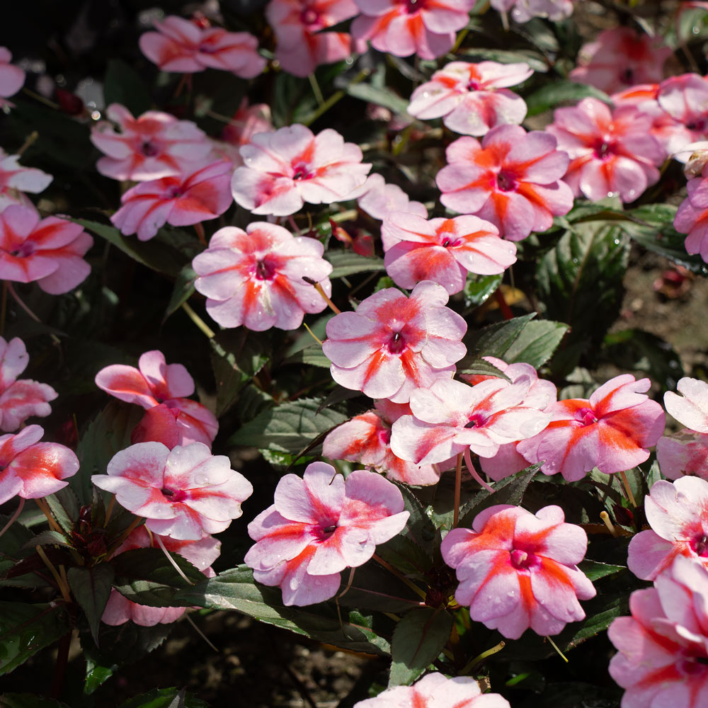 Impatiens SunPatiens® Vigorous Peach Candy | White Flower Farm