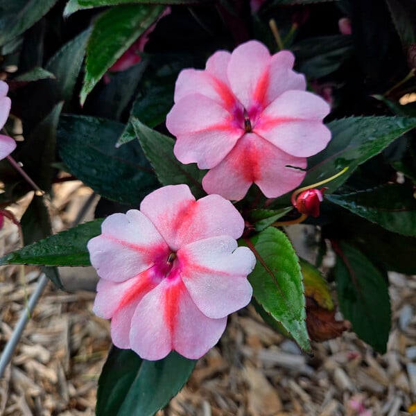 Impatiens SunPatiens® Vigorous Peach Candy | White Flower Farm