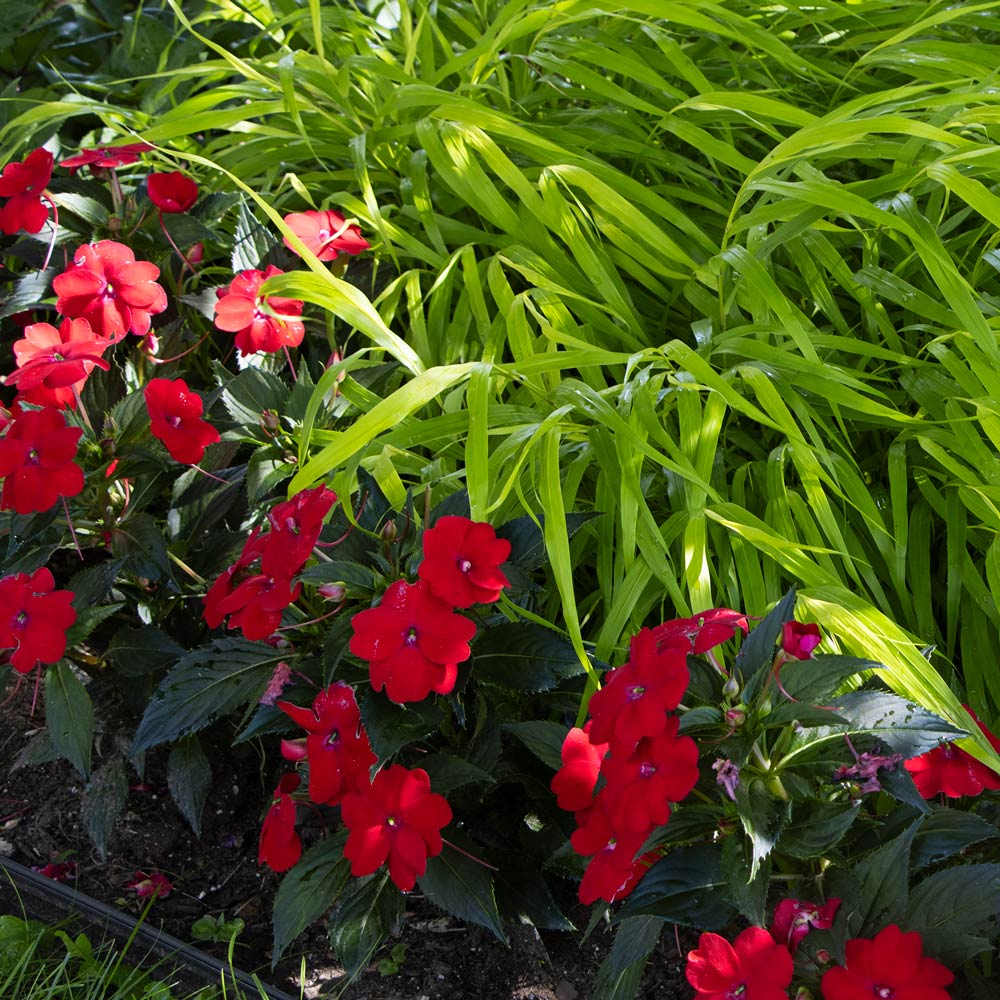 Impatiens SunPatiens® Vigorous Red | White Flower Farm