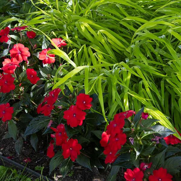 Impatiens SunPatiens® Vigorous Red | White Flower Farm