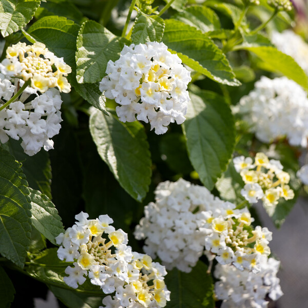 Lantana camara Bloomify™ White | White Flower Farm