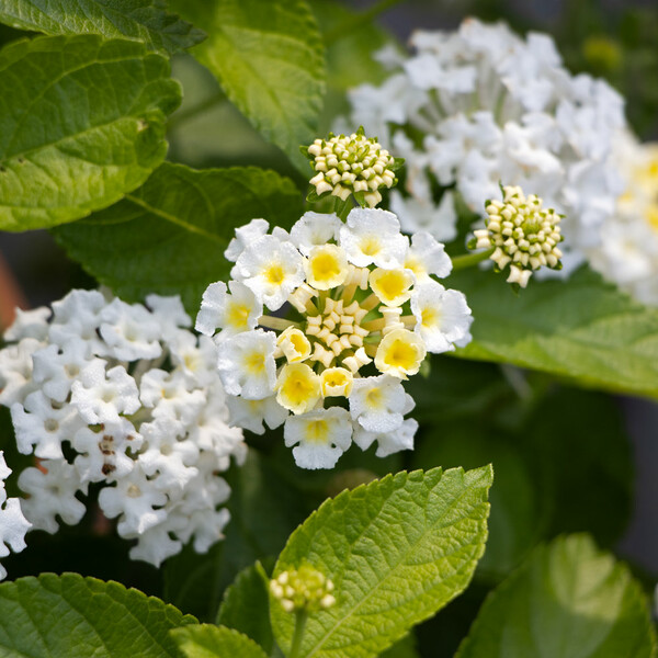 Lantana camara Bloomify™ White | White Flower Farm