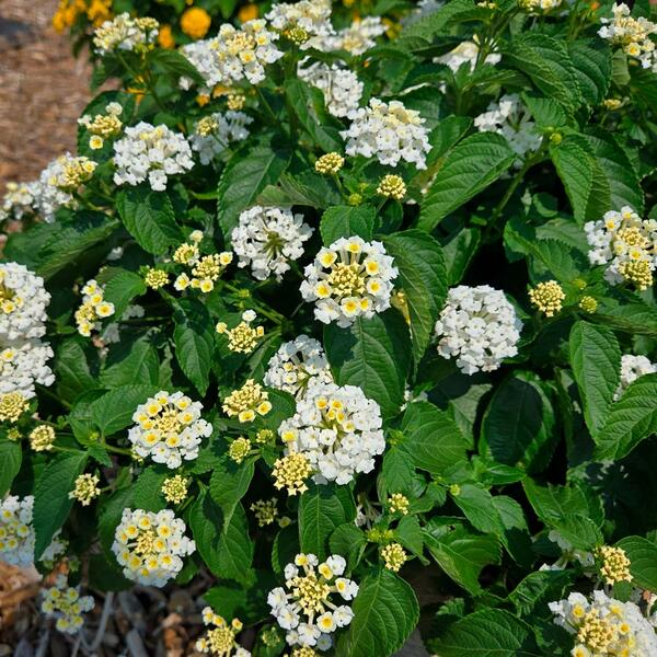 Lantana camara Bloomify™ White | White Flower Farm