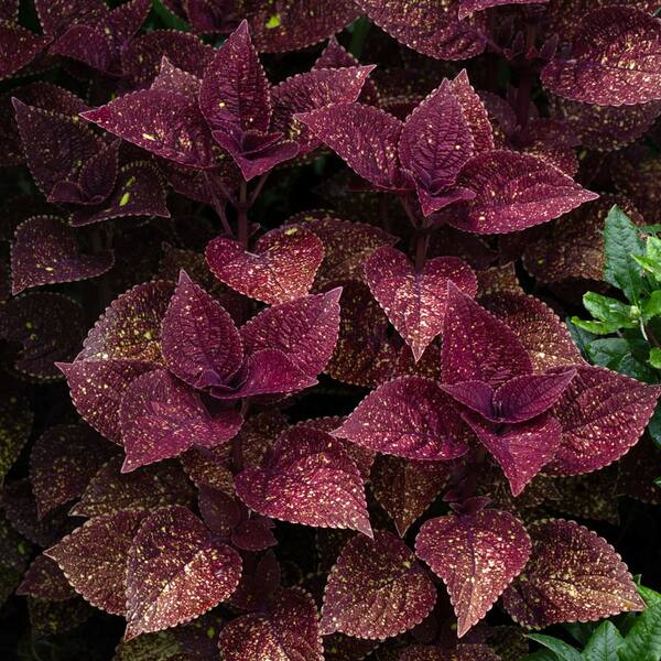 Coleus Talavera™ 'Moondust' | White Flower Farm