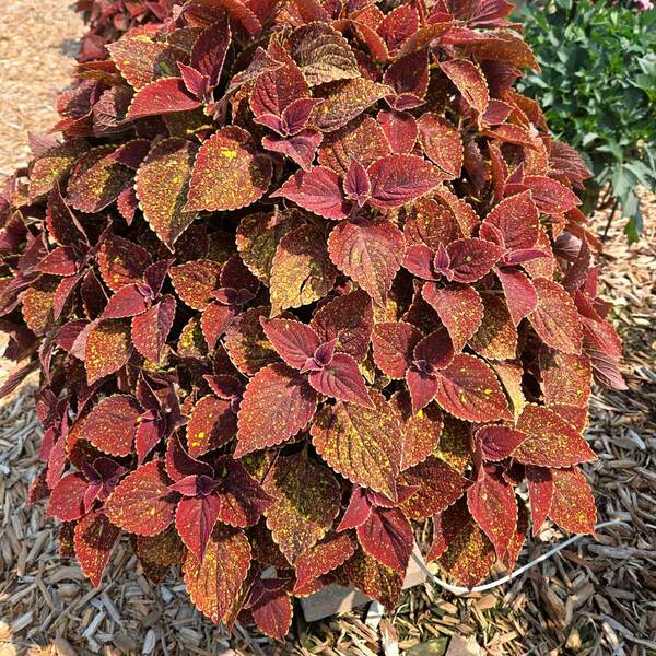 Coleus Talavera™ 'Moondust' | White Flower Farm