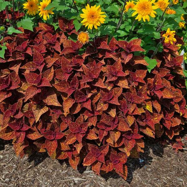 Coleus Talavera™ 'Moondust' | White Flower Farm