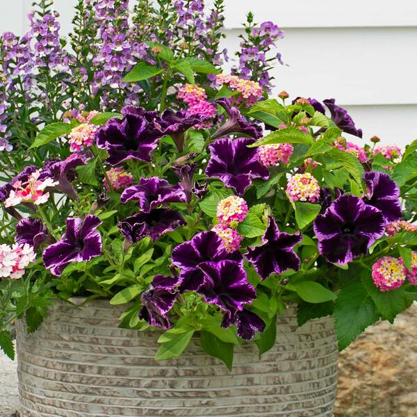 Petunia Crazytunia® Cosmic Violet | White Flower Farm