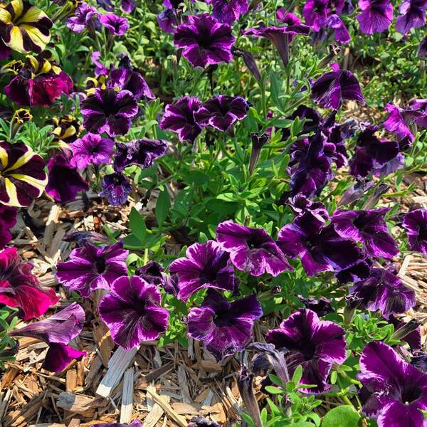 Petunia Crazytunia® Cosmic Violet | White Flower Farm