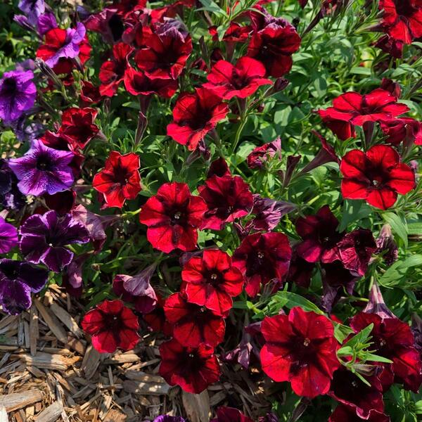 Petunia Crazytunia® Gingersnap | White Flower Farm