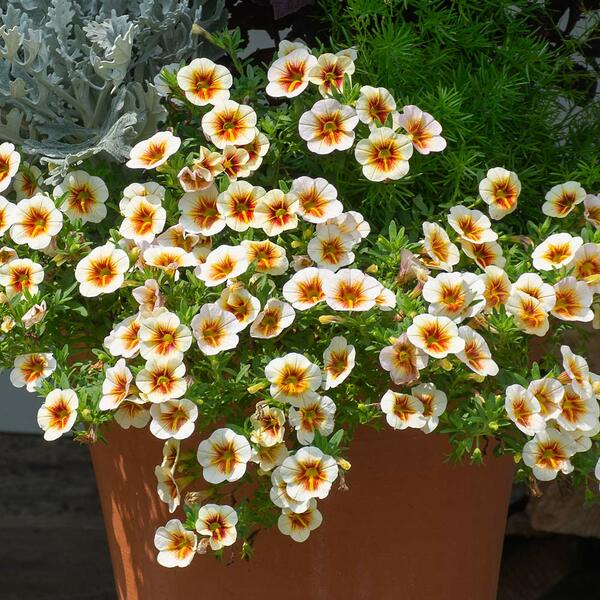 Calibrachoa Superbells® Miss Lilac | White Flower Farm