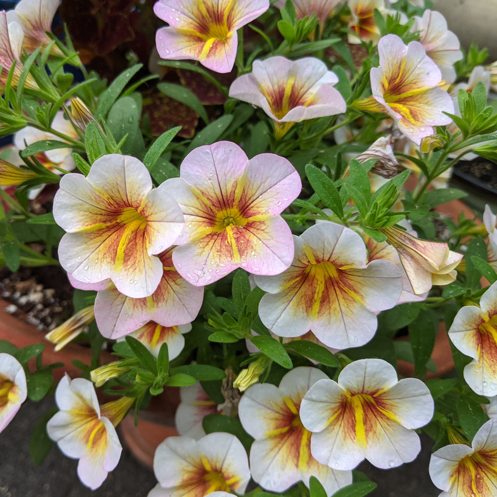 Calibrachoa Superbells® Miss Lilac | White Flower Farm