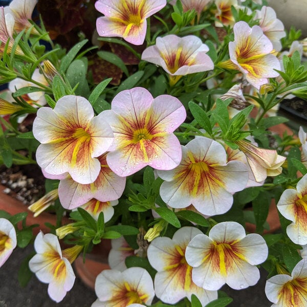 Calibrachoa Superbells® Miss Lilac | White Flower Farm