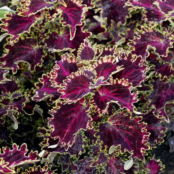 Coleus Volcanica™ Solar Flare | White Flower Farm