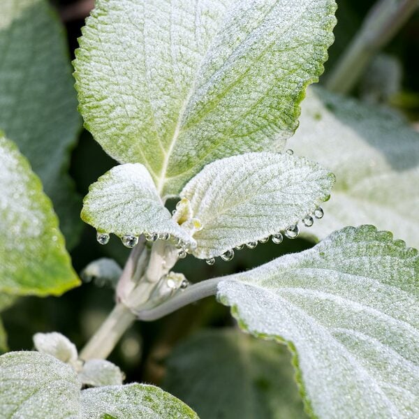 Plectranthus argentatus 'Silver Shield' | White Flower Farm