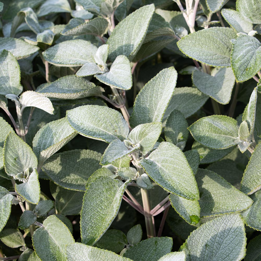 Plectranthus argentatus 'Silver Shield' | White Flower Farm