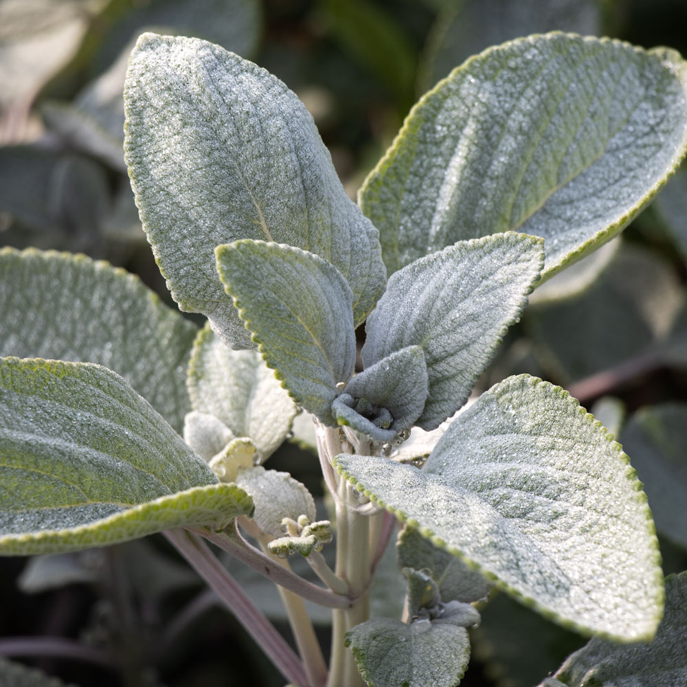 Plectranthus argentatus 'Silver Shield' | White Flower Farm