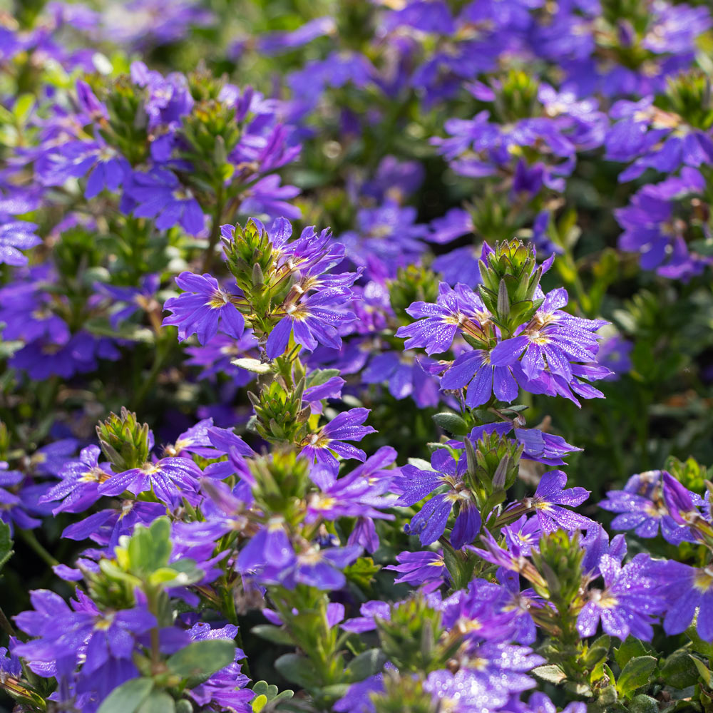 Scaevola 'Blue Brilliance' | White Flower Farm