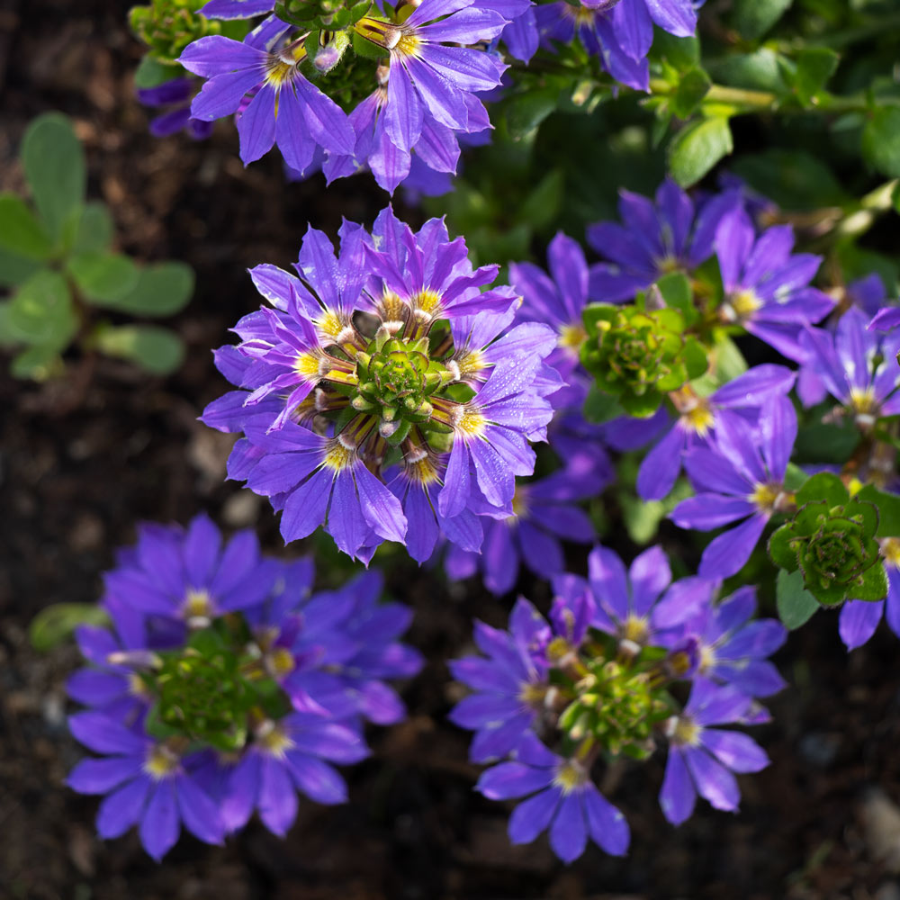 Scaevola 'Blue Brilliance' | White Flower Farm